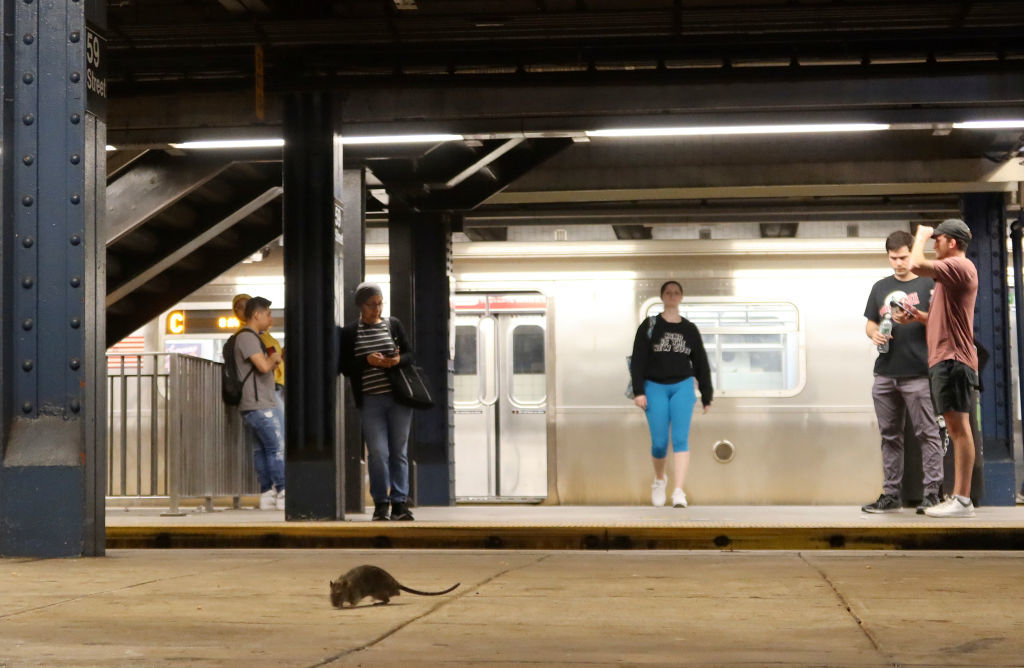RAT OVERRUN NEW YORK Advertises for the Pied Piper of Hamelin – Michael ...