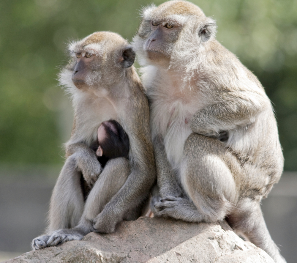 The Great (Monkey) Escape – Michael Walsh Stories and Books
