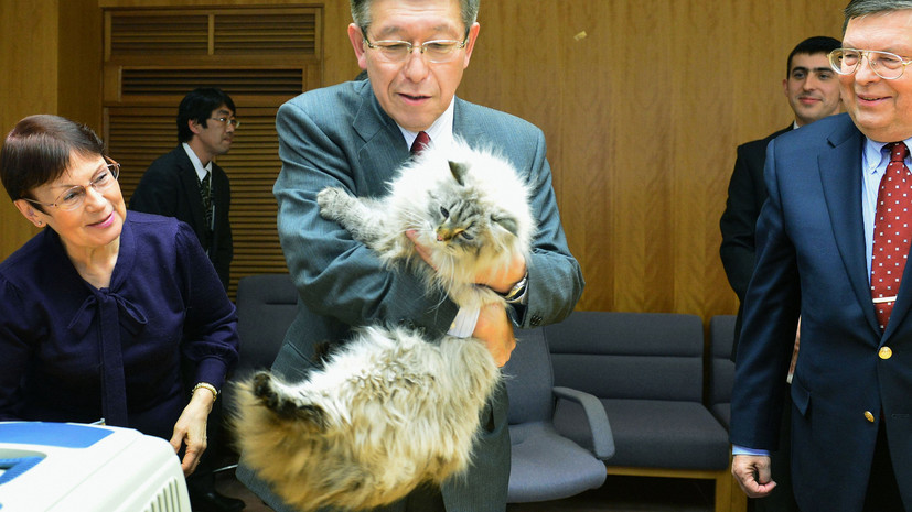 Japan’s Mir Cat Goes Paws-Up – Michael Walsh Stories and Books